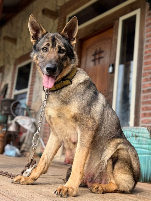 Current Litter 01 | Giant Shepherds